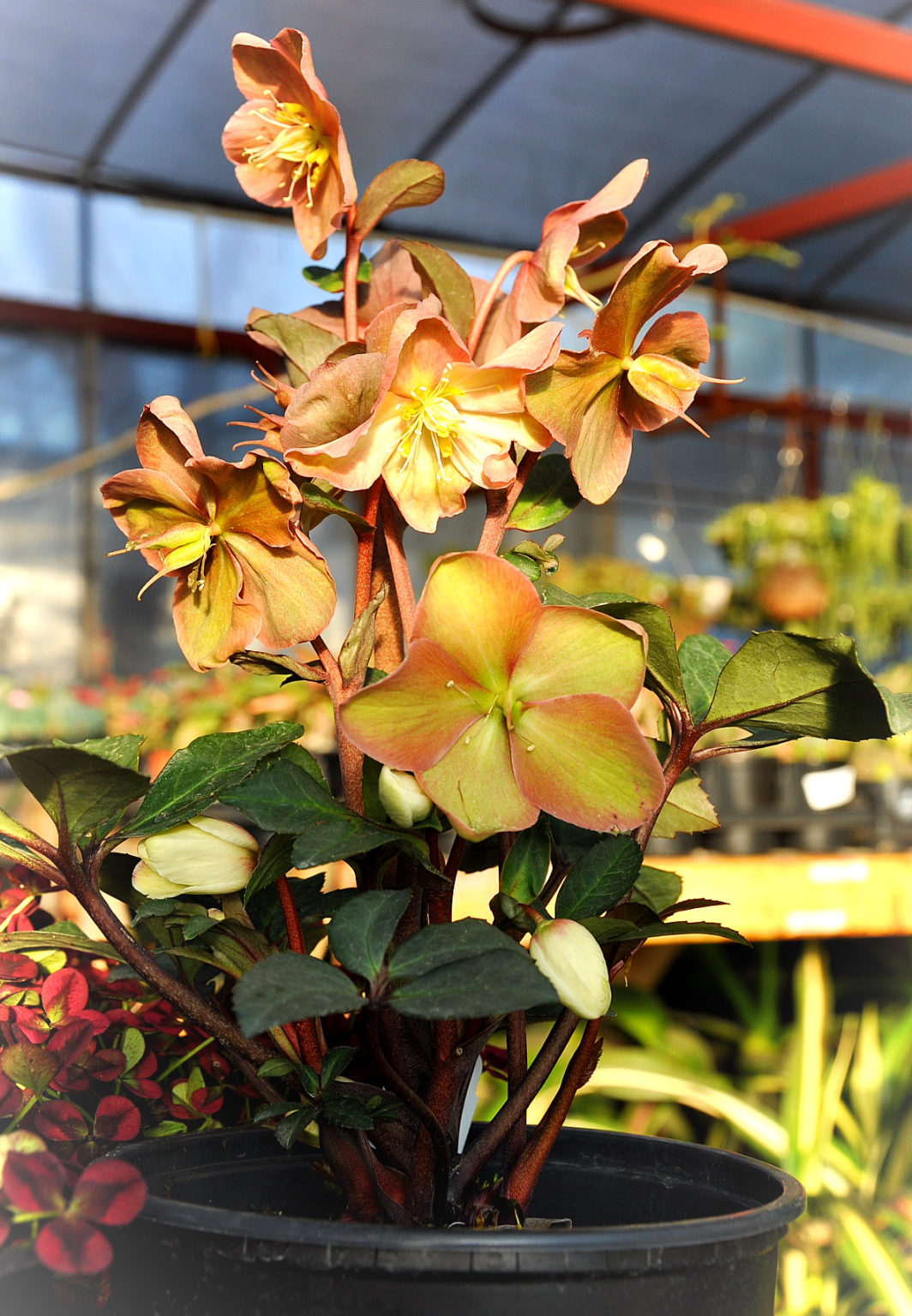Lenten Rose 1 Gal. – Guardado Garden Center