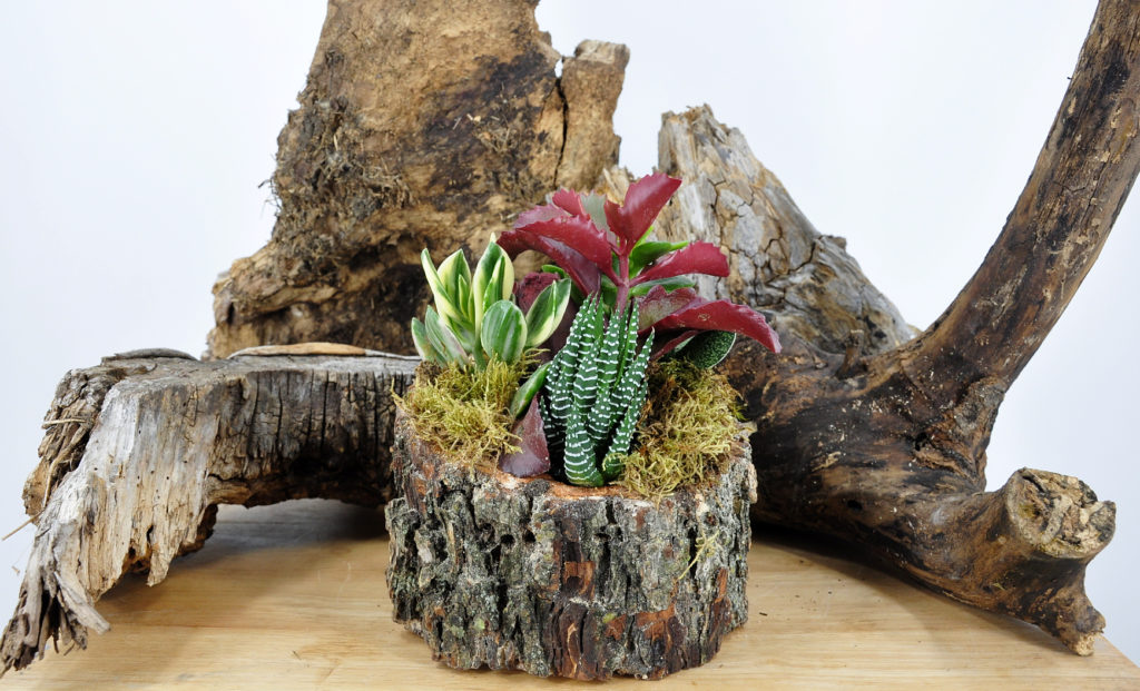 Log Succulent Arrangements – Guardado Garden Center